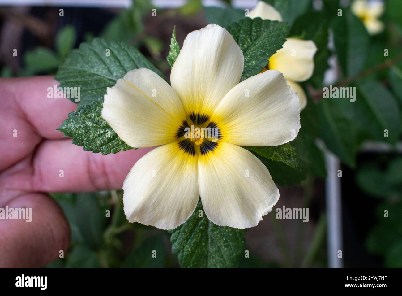 Cuban Buttercup (Turnera subulata Stock Photo - Alamy