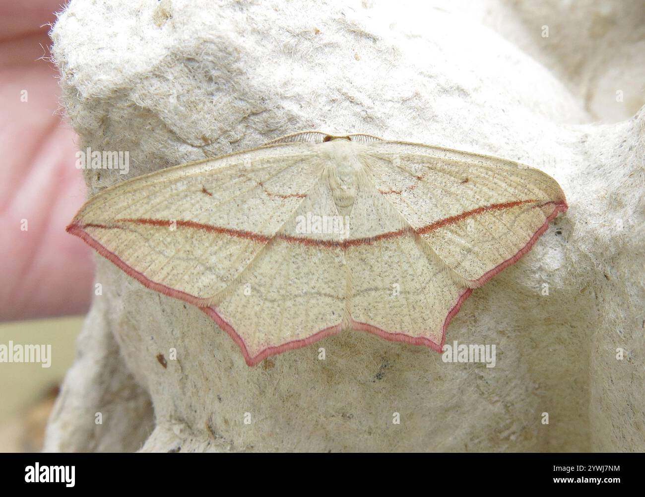 Blood Vein (Timandra comae Stock Photo - Alamy
