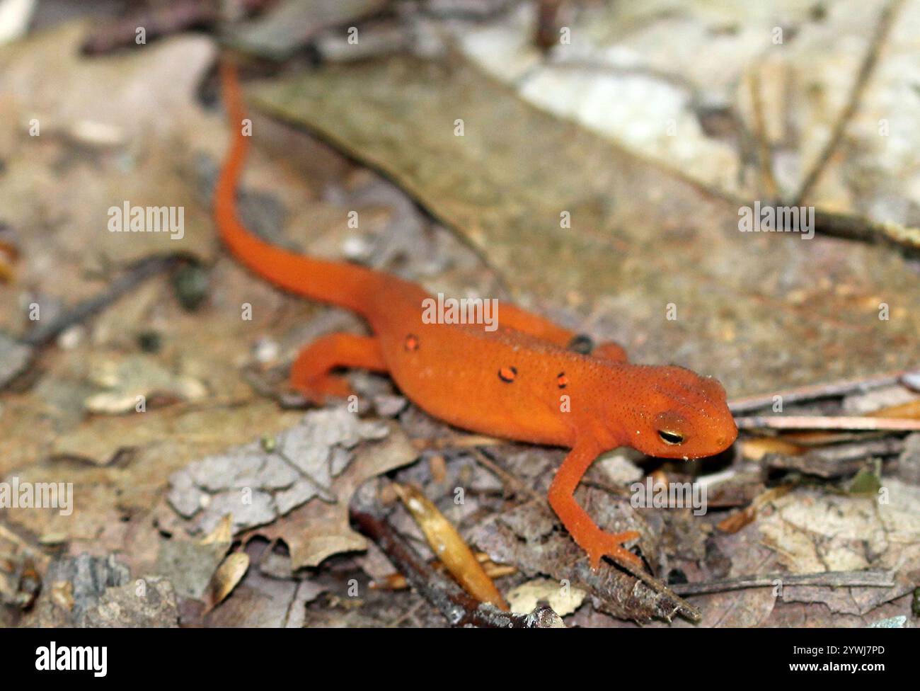 Eastern Newt (Notophthalmus viridescens Stock Photo - Alamy