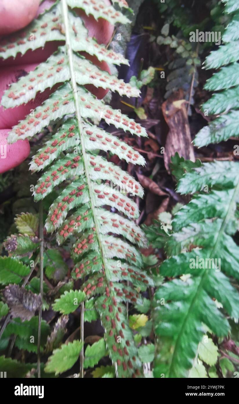 Rasp fern hi-res stock photography and images - Alamy