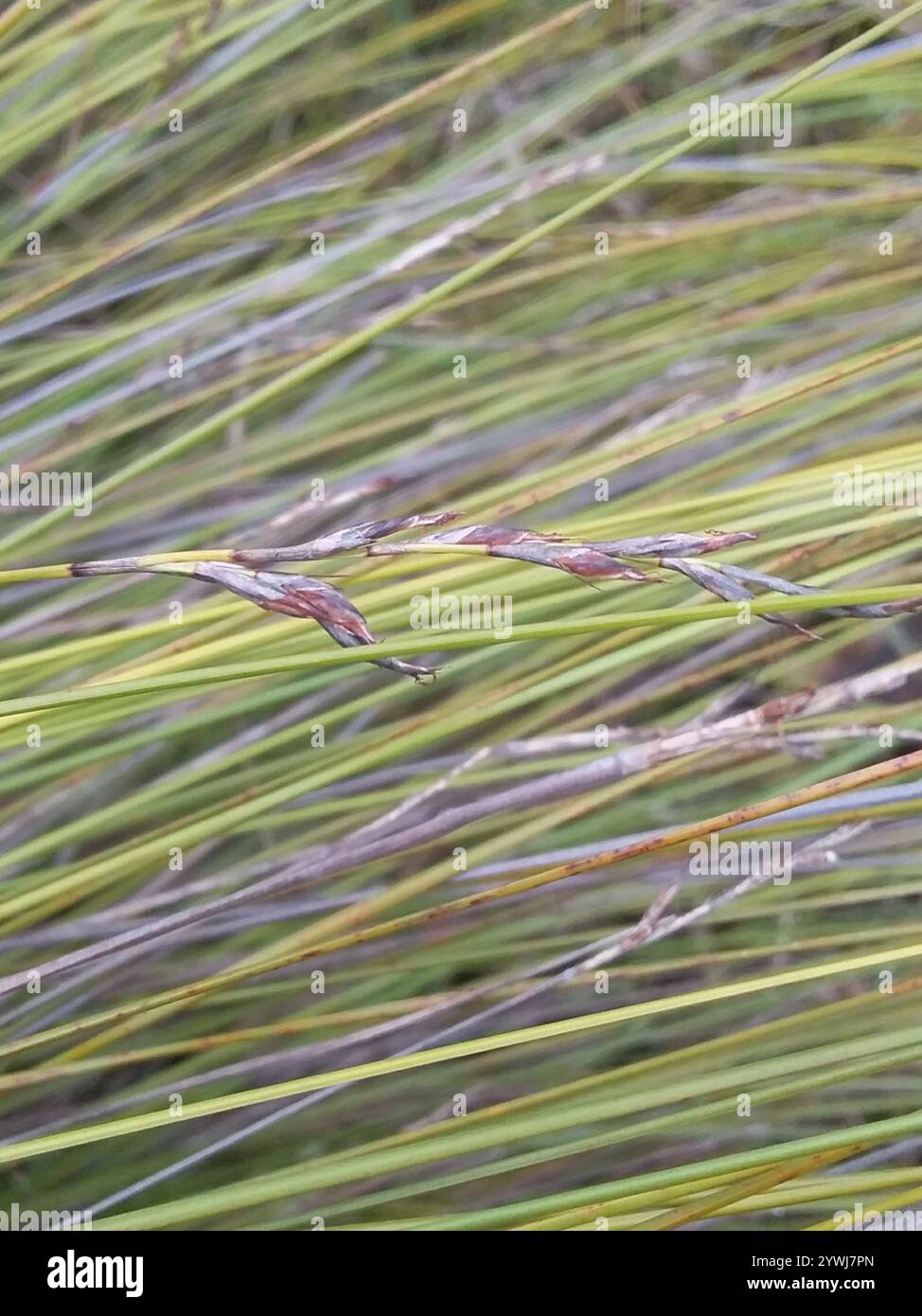 Wire rapier-sedge (Lepidosperma semiteres Stock Photo - Alamy