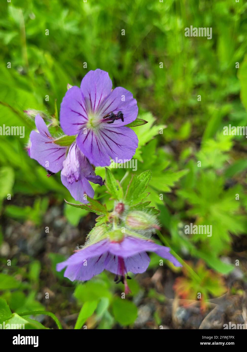 woolly cranesbill (Geranium erianthum Stock Photo - Alamy