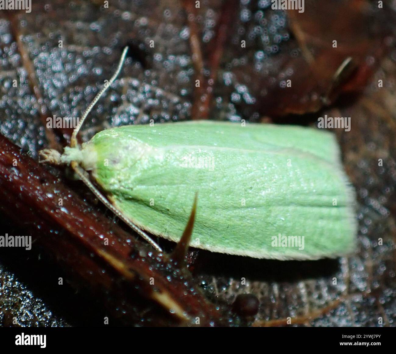Green Oak Tortrix (Tortrix viridana Stock Photo - Alamy