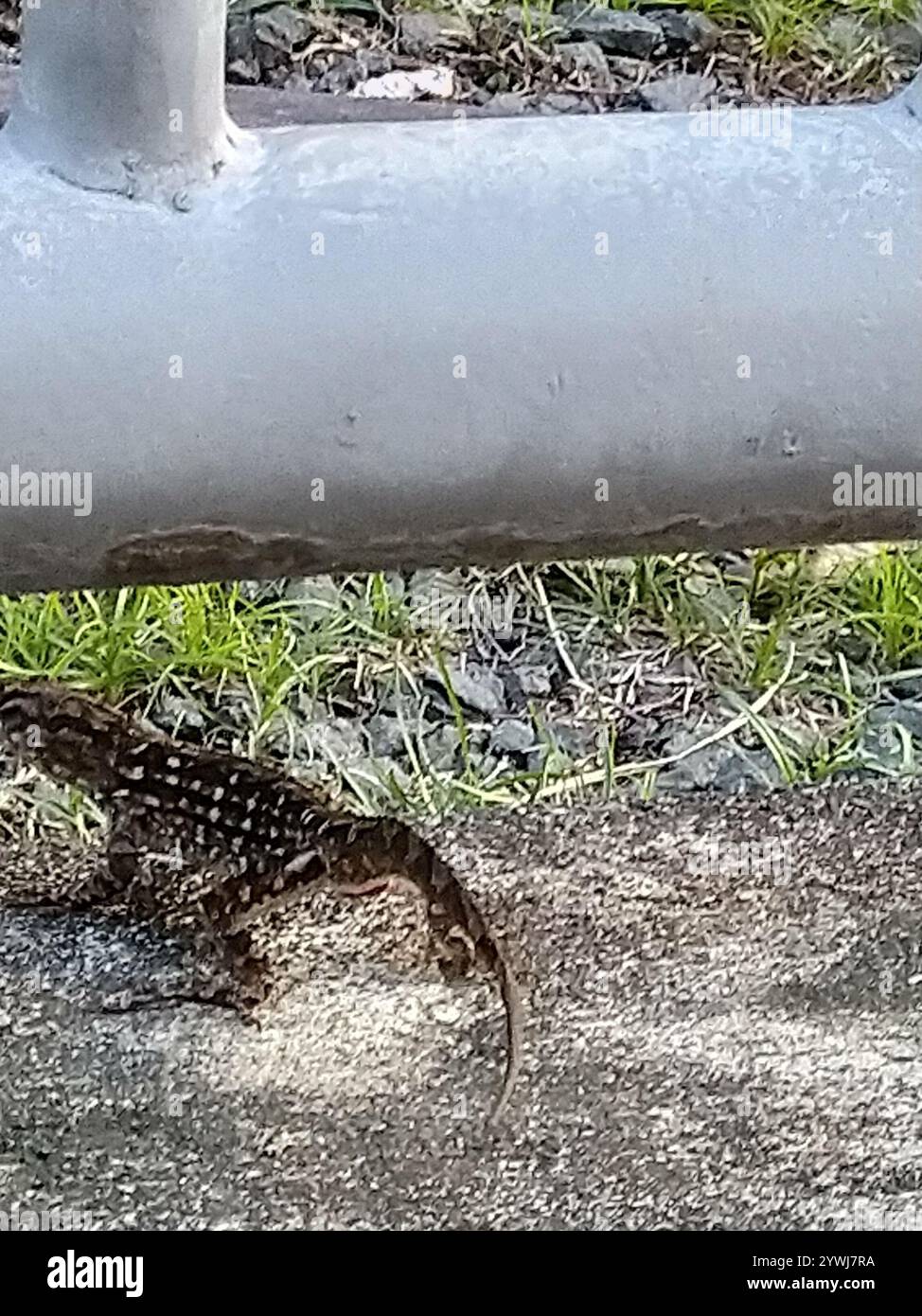 Brown Anole (Anolis sagrei Stock Photo - Alamy