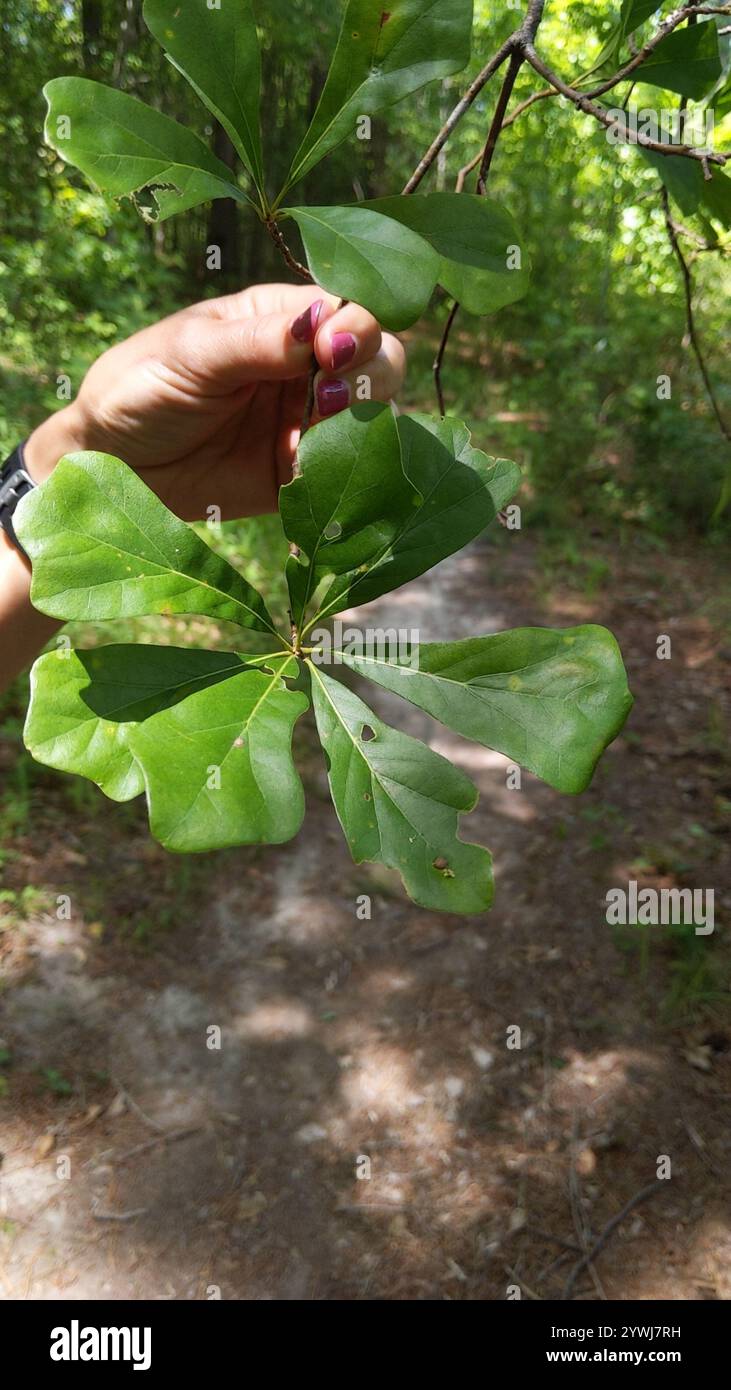 water oak (Quercus nigra Stock Photo - Alamy