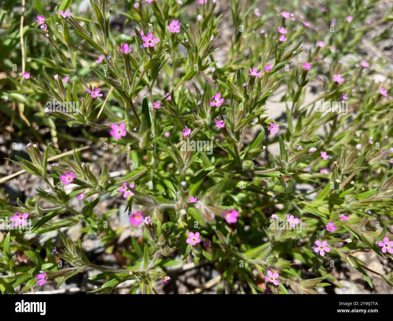 slender phlox (Microsteris gracilis Stock Photo - Alamy