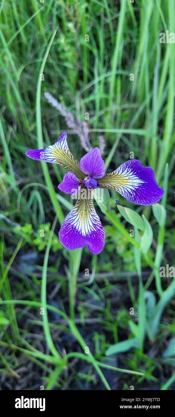 northern blue flag (Iris versicolor Stock Photo - Alamy