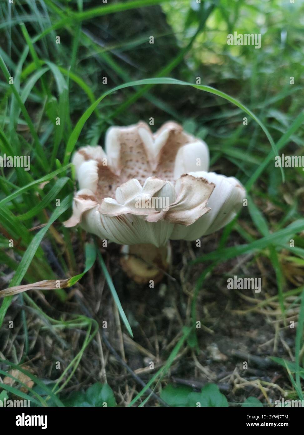 Echinoderma asperum freckled dapperling hi-res stock photography and ...
