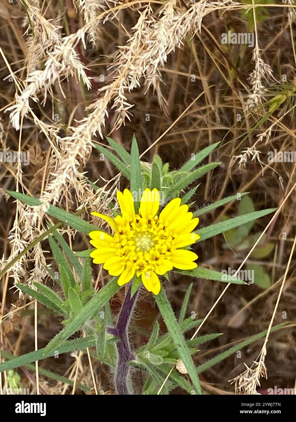 Fitchii hi-res stock photography and images - Alamy