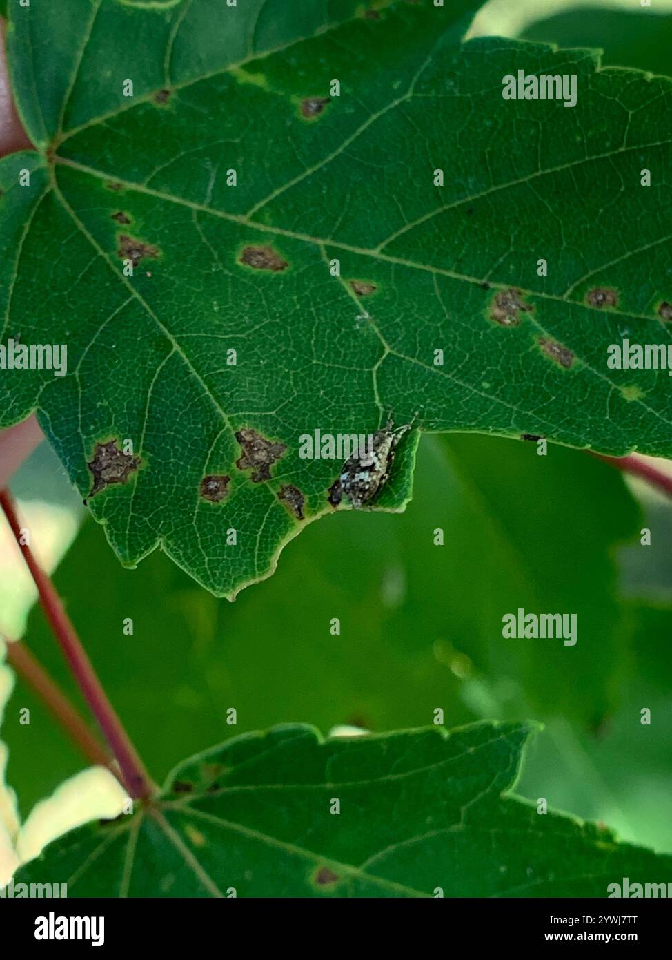 Peach Root Weevil (Pseudoedophrys hilleri Stock Photo - Alamy