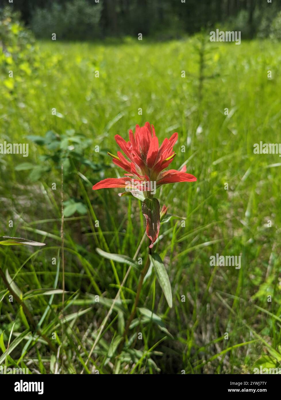 giant red Indian paintbrush (Castilleja miniata Stock Photo - Alamy