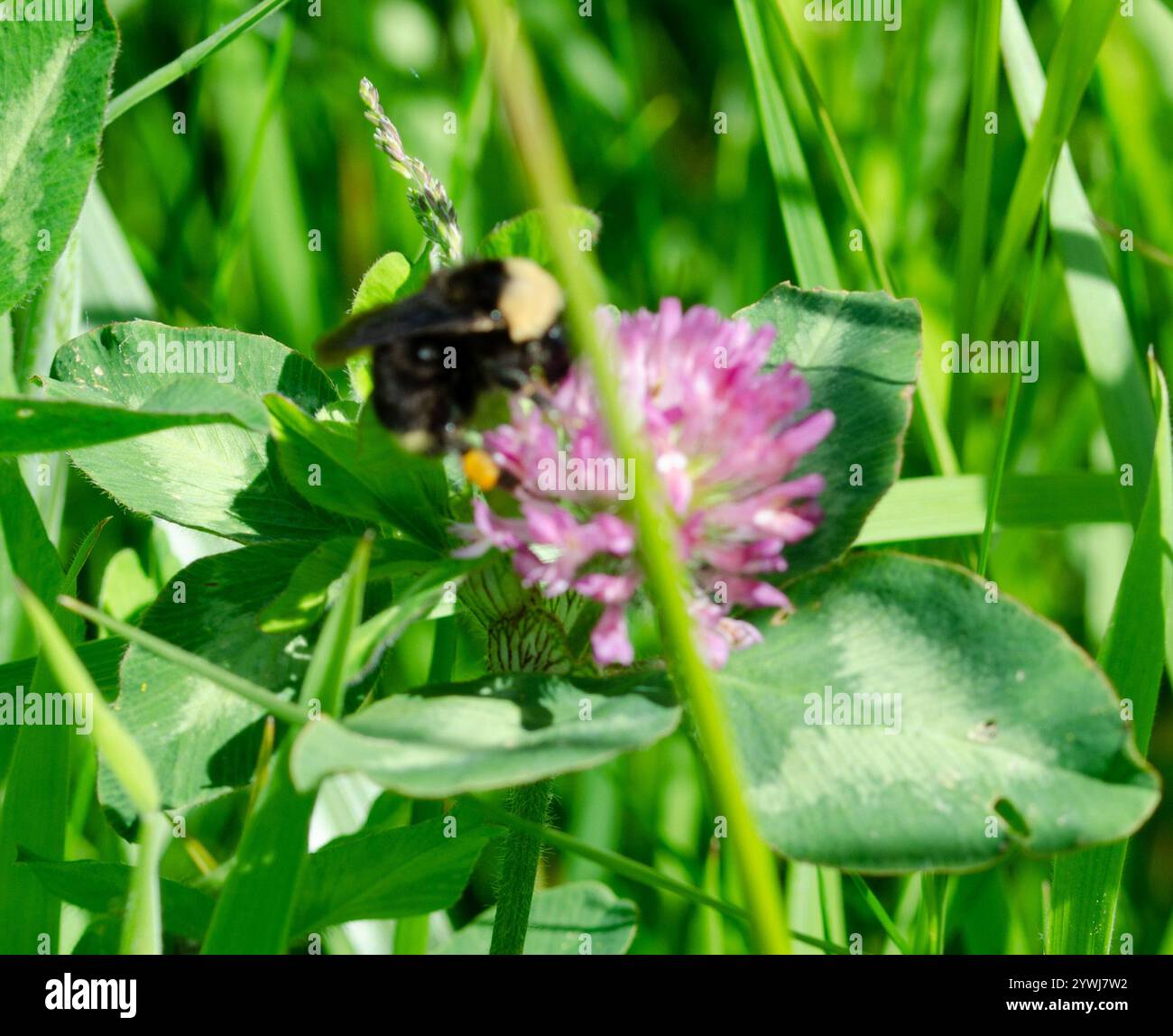 California Bumble Bee (Bombus californicus Stock Photo - Alamy