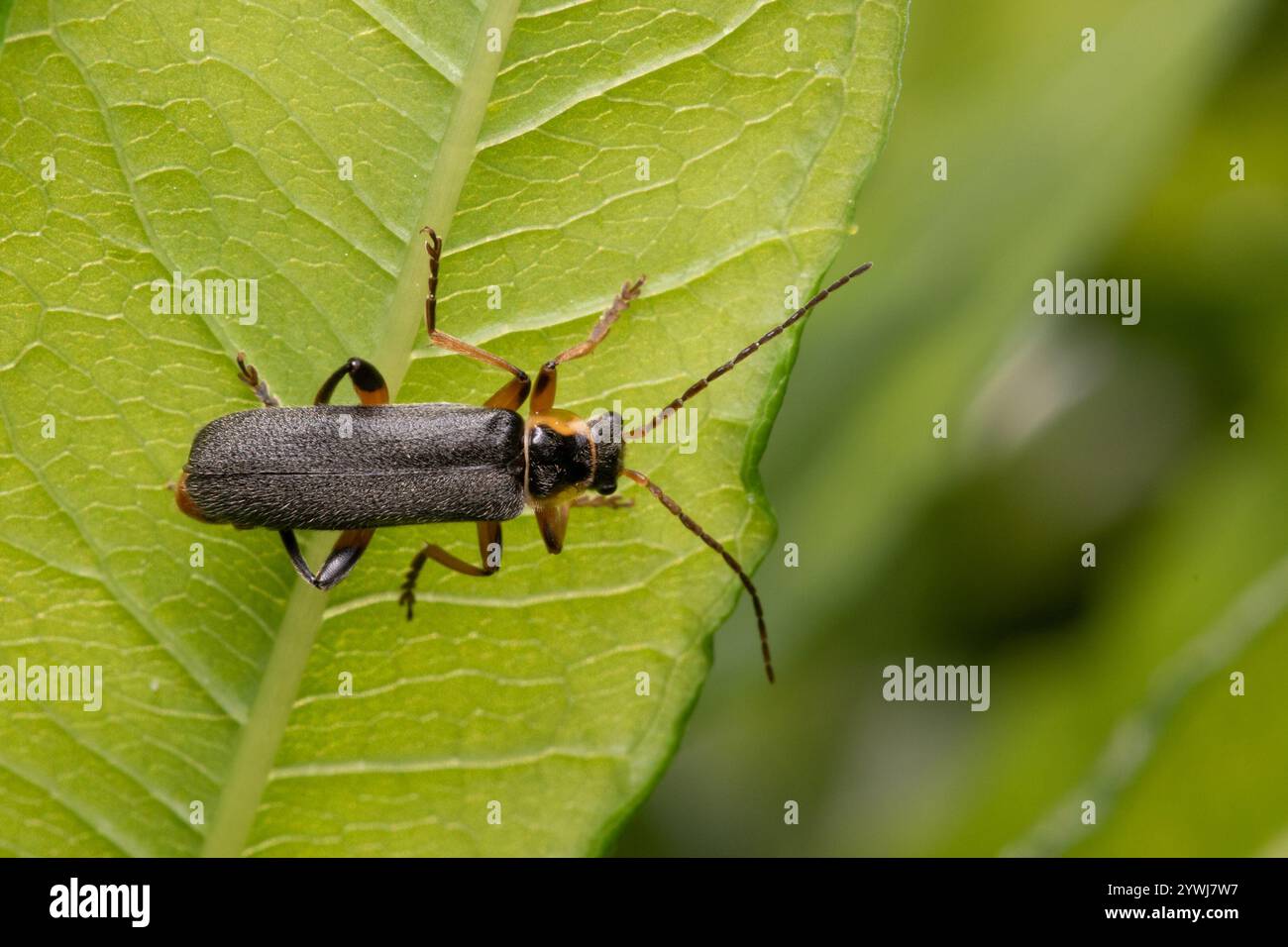 Grey Sailor Beetle (Cantharis nigricans Stock Photo - Alamy