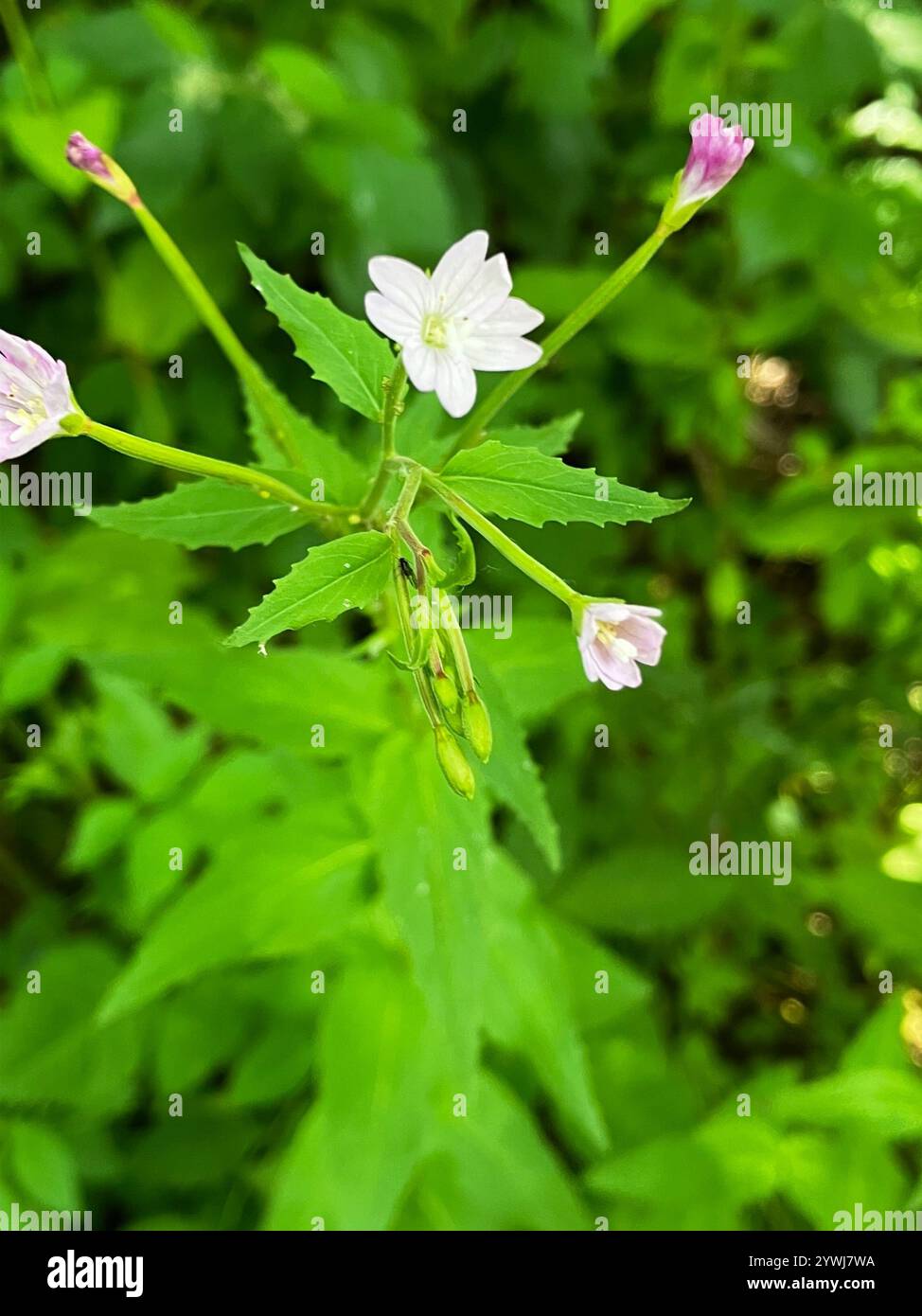 Broad-leaved Willowherb (Epilobium montanum Stock Photo - Alamy