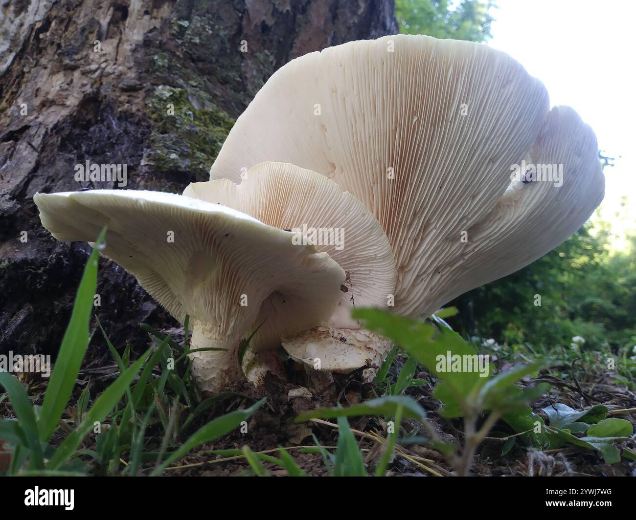 Trainwrecker (Neolentinus lepideus Stock Photo - Alamy