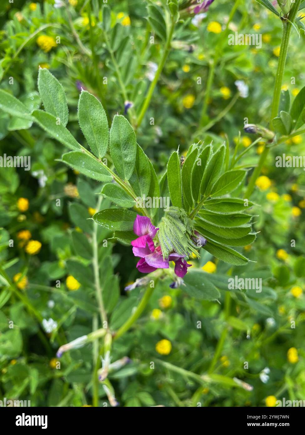 Common Vetch (Vicia sativa Stock Photo - Alamy