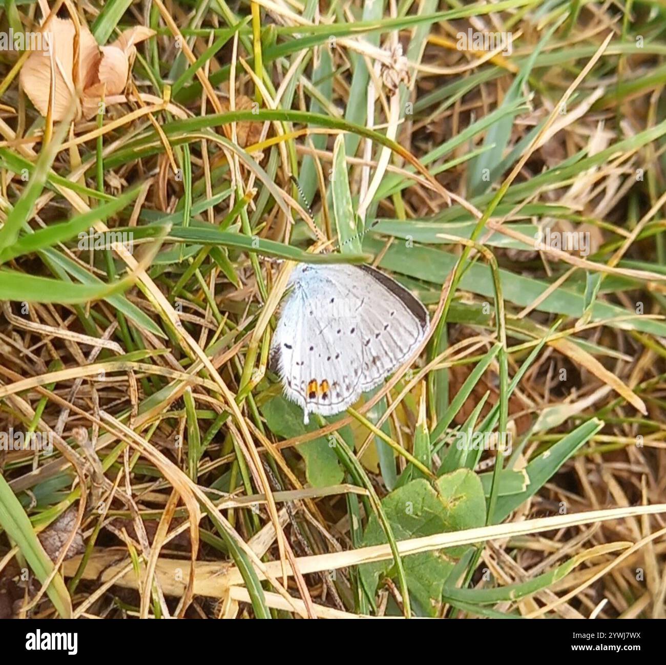 Short-tailed Blue (Cupido argiades Stock Photo - Alamy