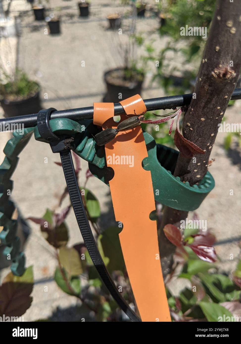 Winter Firefly (Ellychnia corrusca Stock Photo - Alamy