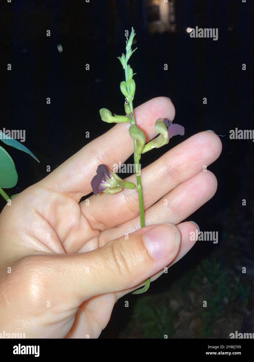 Purple Bush-Bean (Macroptilium atropurpureum Stock Photo - Alamy