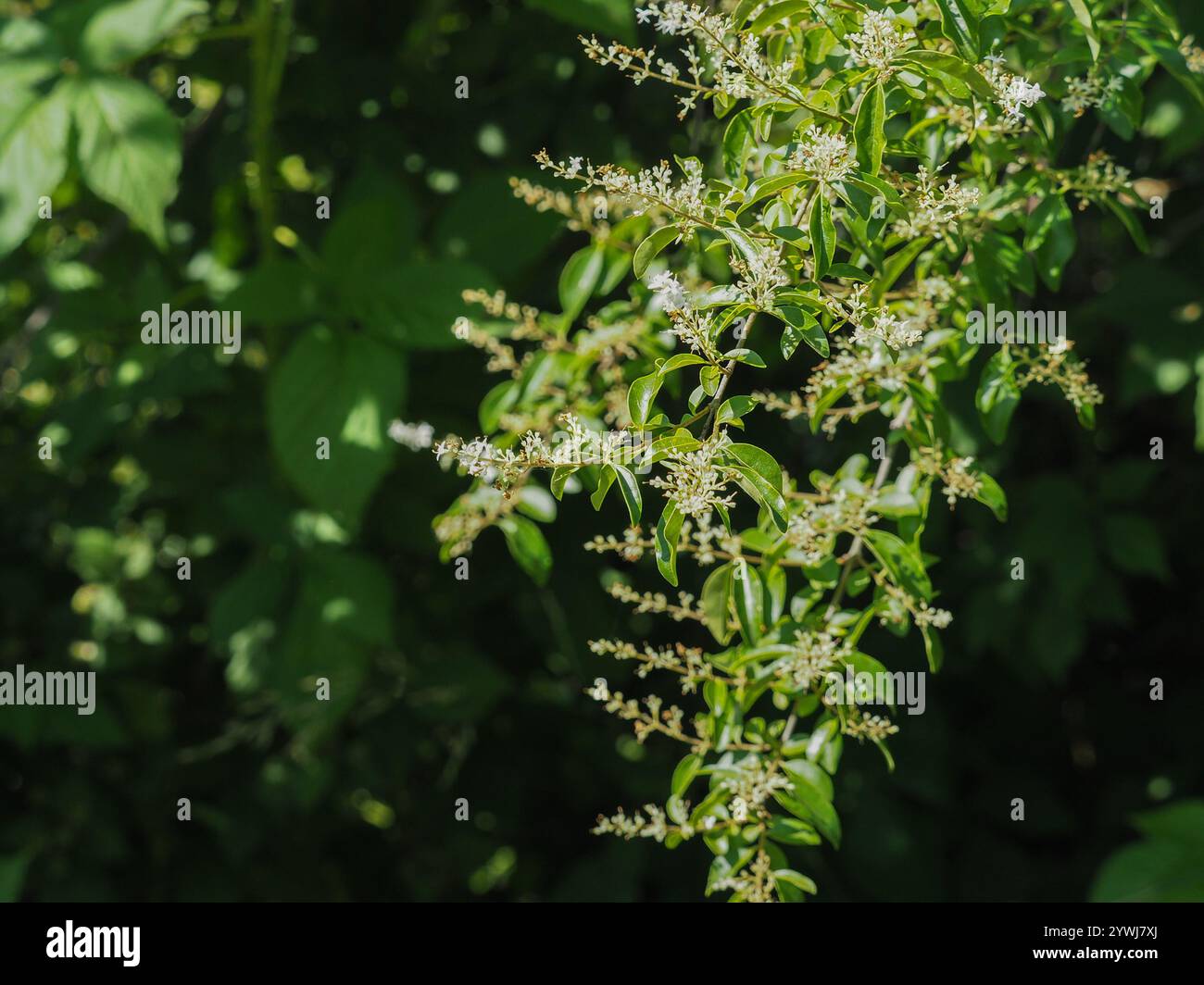 Chinese privet (Ligustrum sinense Stock Photo - Alamy