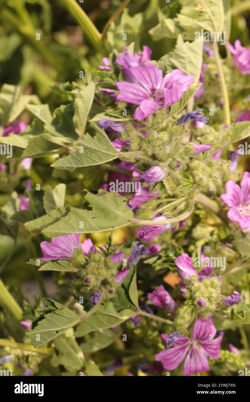 Common Mallow (Malva sylvestris Stock Photo - Alamy