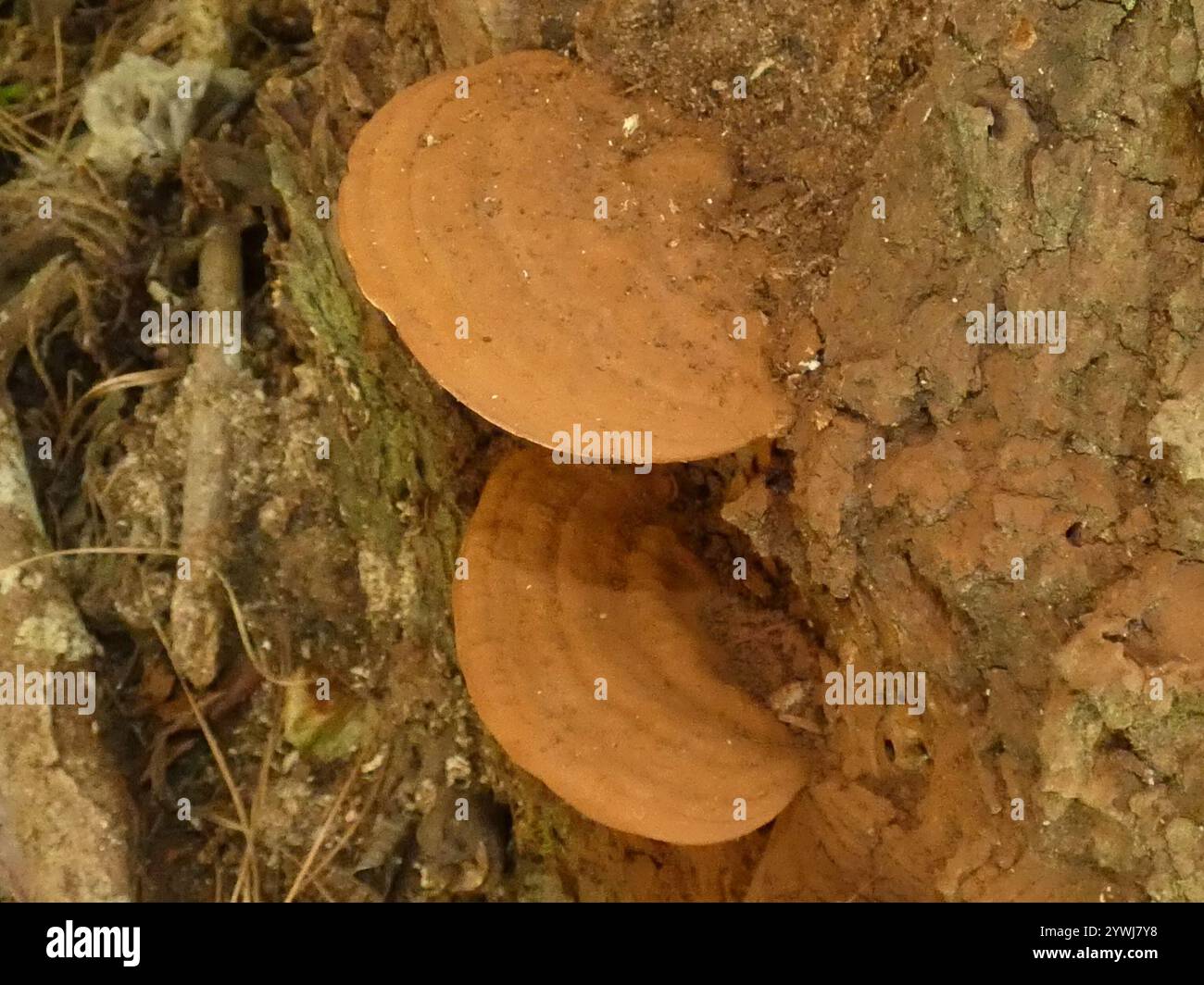 artist's bracket (Ganoderma applanatum Stock Photo - Alamy