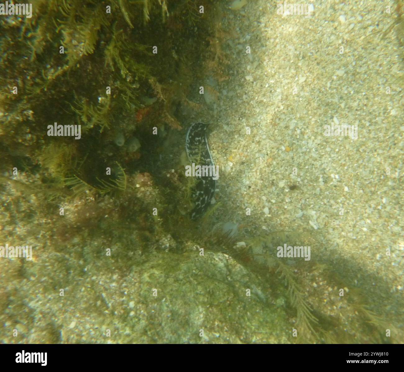 Spotted Moray (Gymnothorax moringa Stock Photo - Alamy