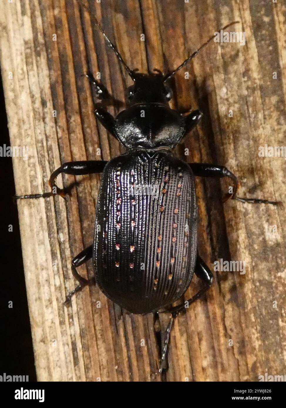 Black Caterpillar Hunter (Calosoma sayi Stock Photo - Alamy