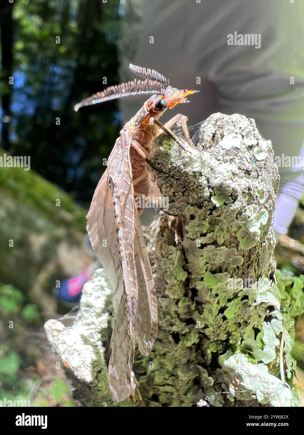 Summer fishfly hi-res stock photography and images - Alamy