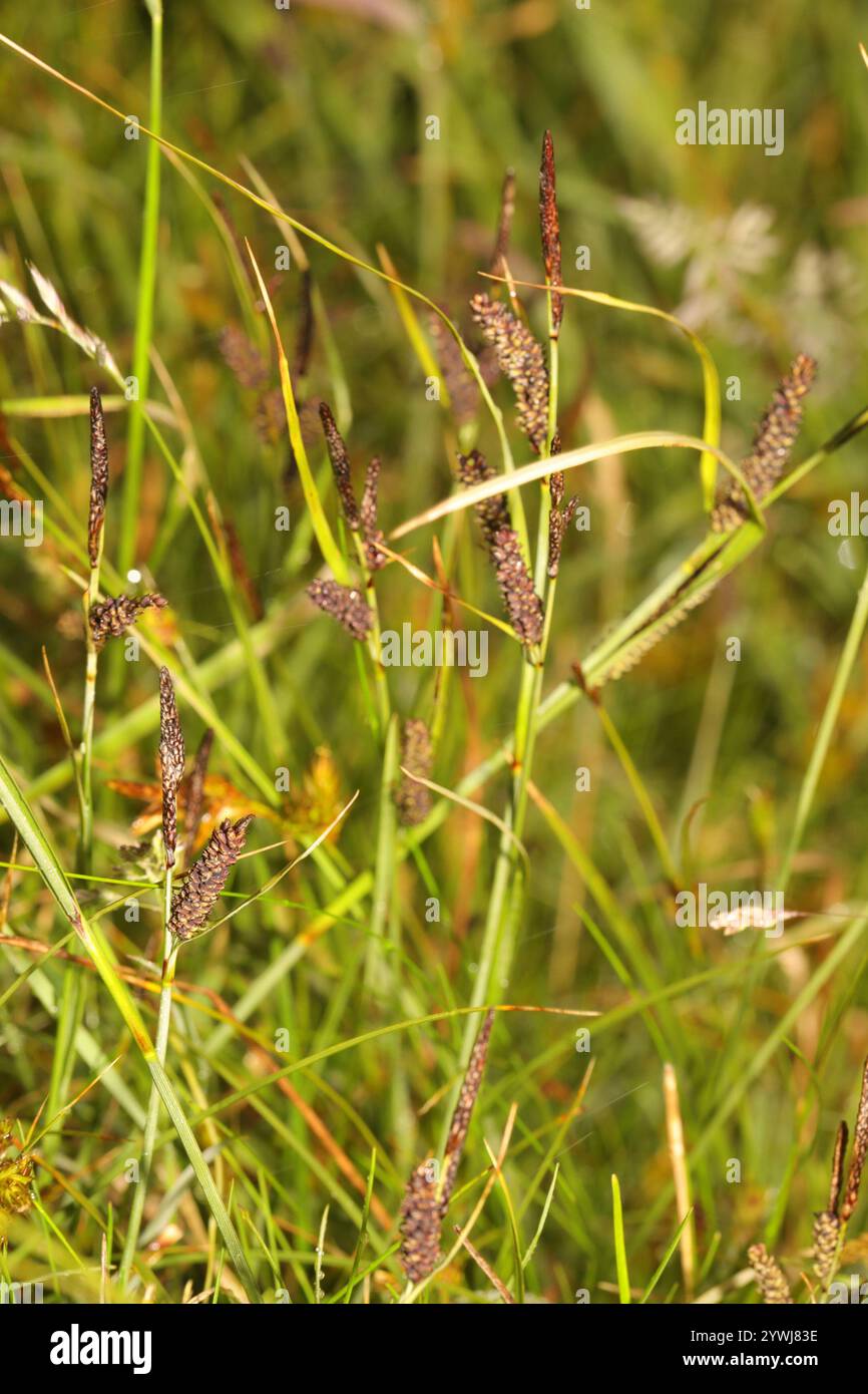 blue sedge (Carex flacca Stock Photo - Alamy