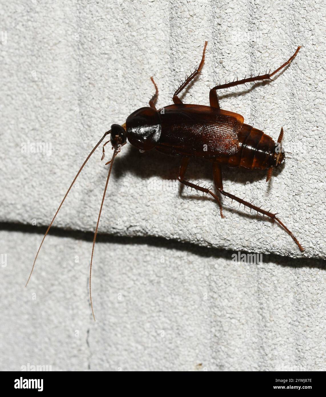 Oriental Cockroach (Blatta orientalis Stock Photo - Alamy