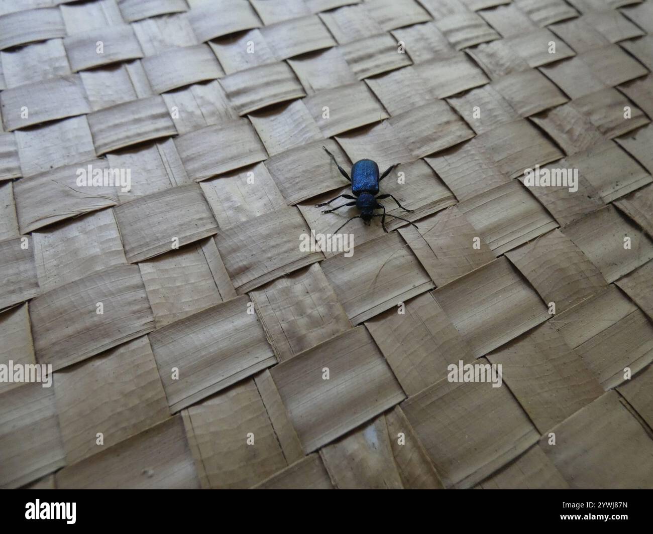 Violet tanbark beetle (Callidium violaceum Stock Photo - Alamy