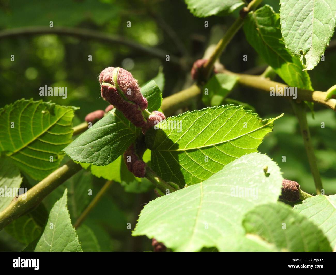 Black Walnut Petiole Gall Mite (Aceria caulis Stock Photo - Alamy