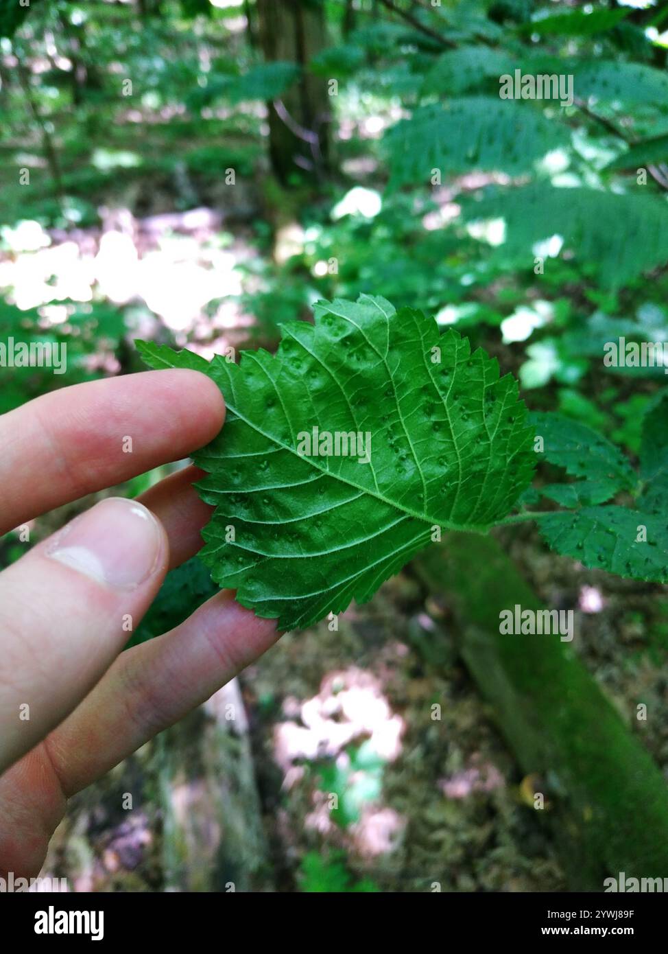Elm Leaf Gall Mite (Aceria campestricola Stock Photo - Alamy