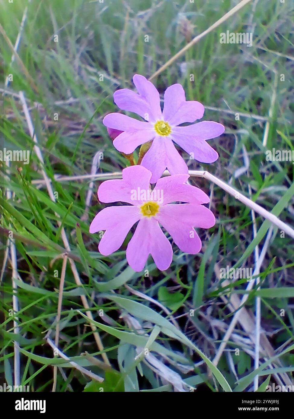 sleepy primrose (Primula nutans Stock Photo - Alamy