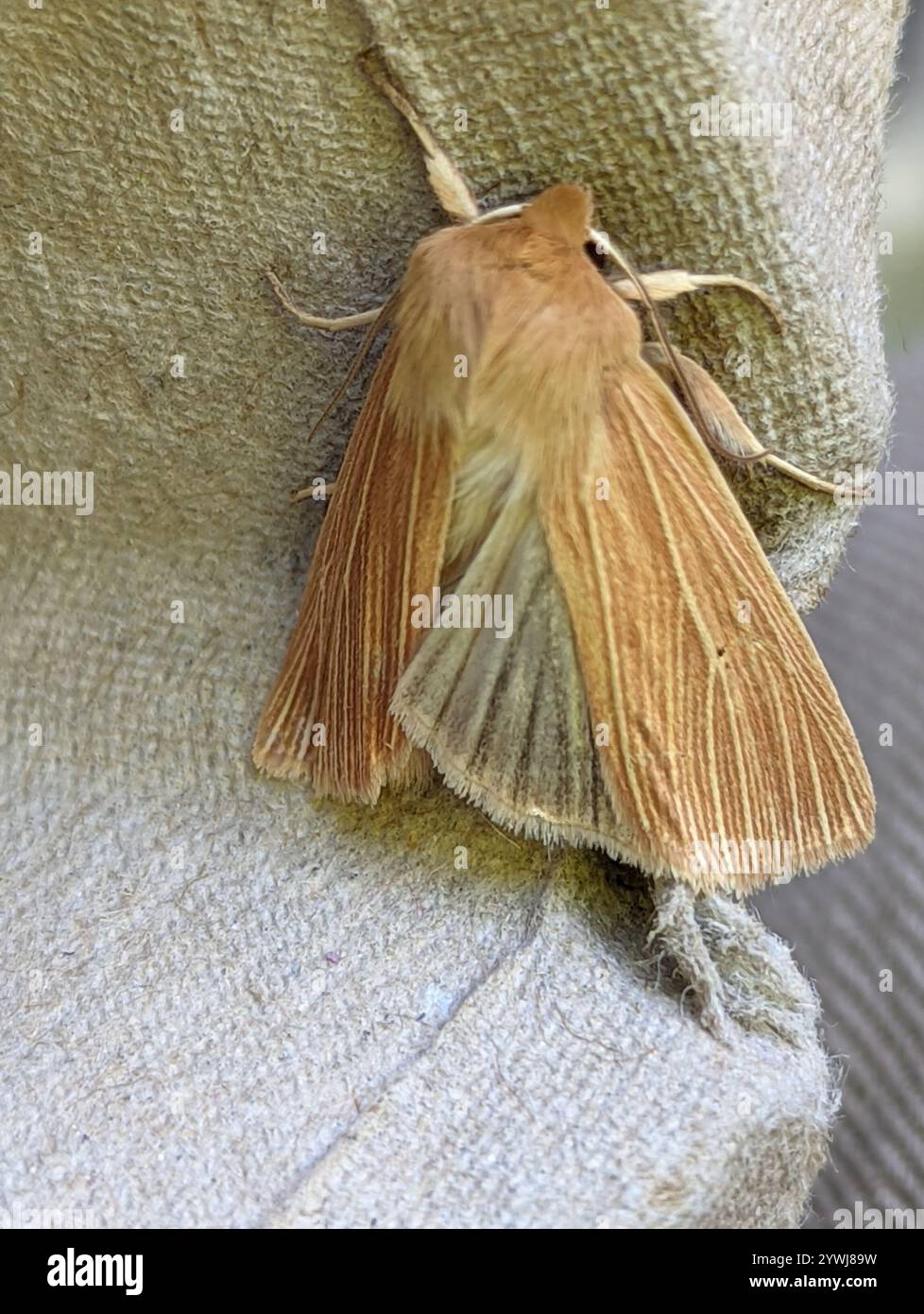 Common wainscot mythimna pallens hi-res stock photography and images ...