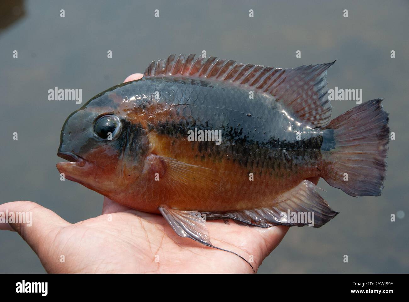 Chocolate Cichlid (Hypselecara temporalis Stock Photo - Alamy