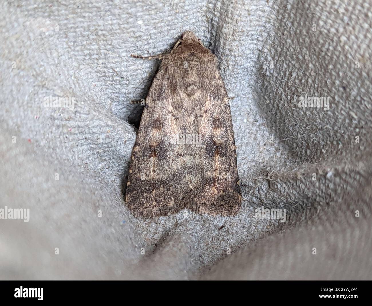 Mottled Rustic (Caradrina morpheus Stock Photo - Alamy