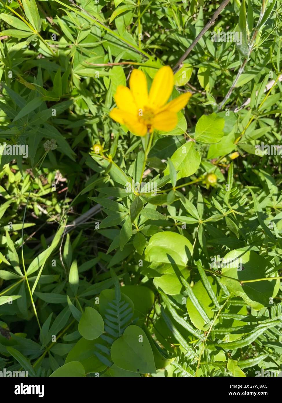 Greater Tickseed (Coreopsis major Stock Photo - Alamy