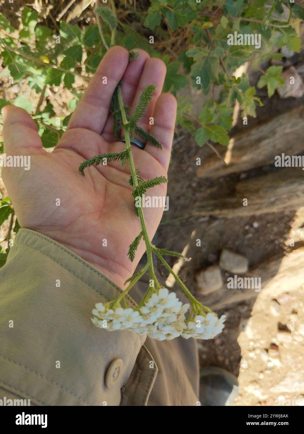 common yarrow (Achillea millefolium Stock Photo - Alamy