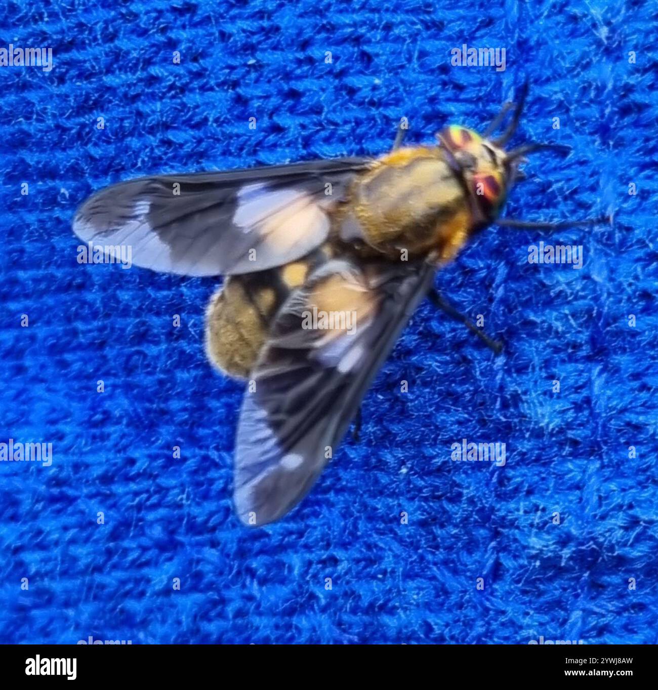 Splayed deer fly chrysops caecutiens hi-res stock photography and ...