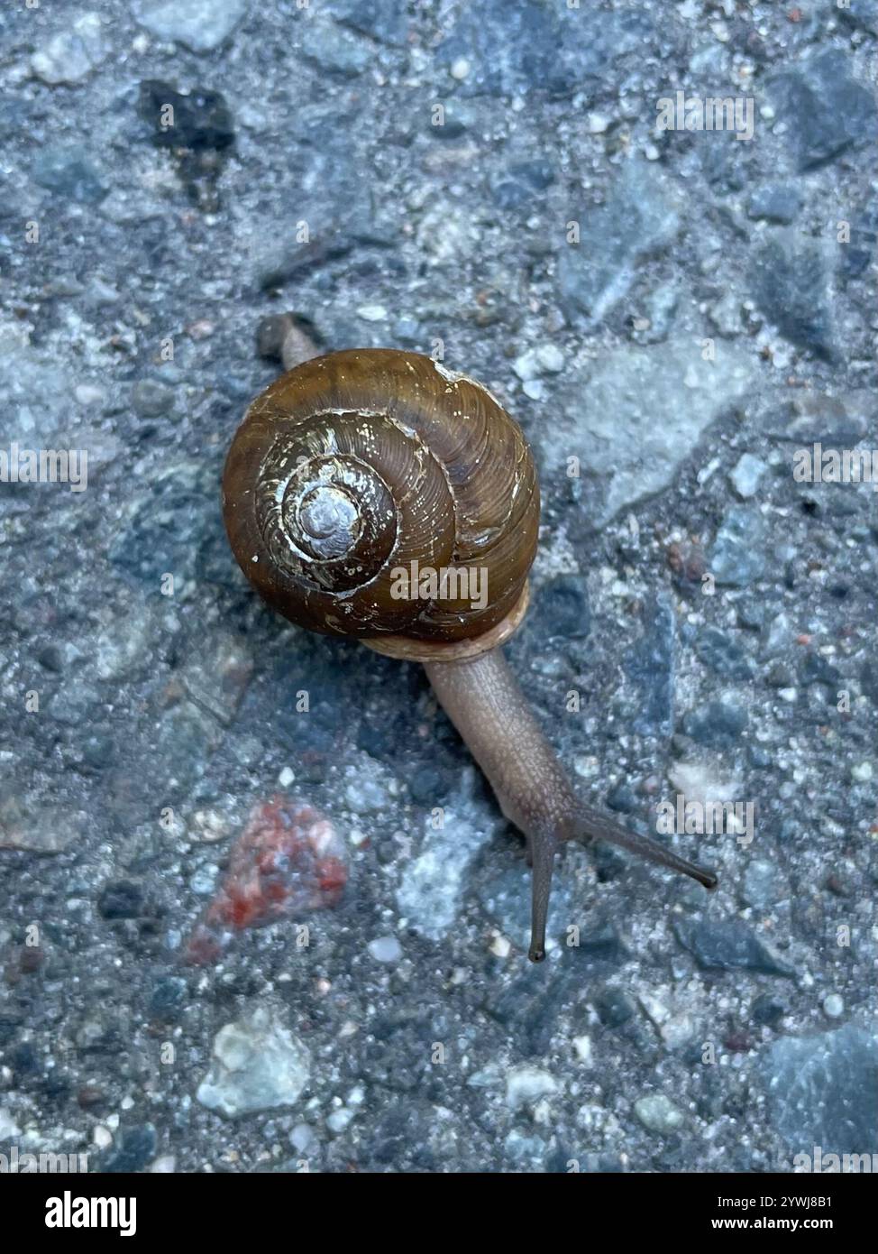 White-lip Globe Snail (Mesodon thyroidus Stock Photo - Alamy