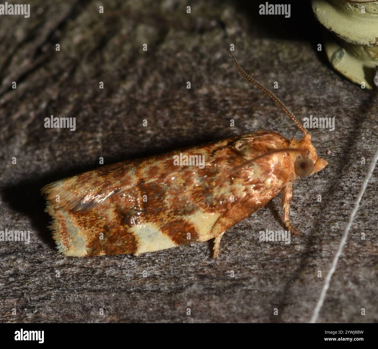 Fruit-tree Leafroller Moth (Archips argyrospila Stock Photo - Alamy