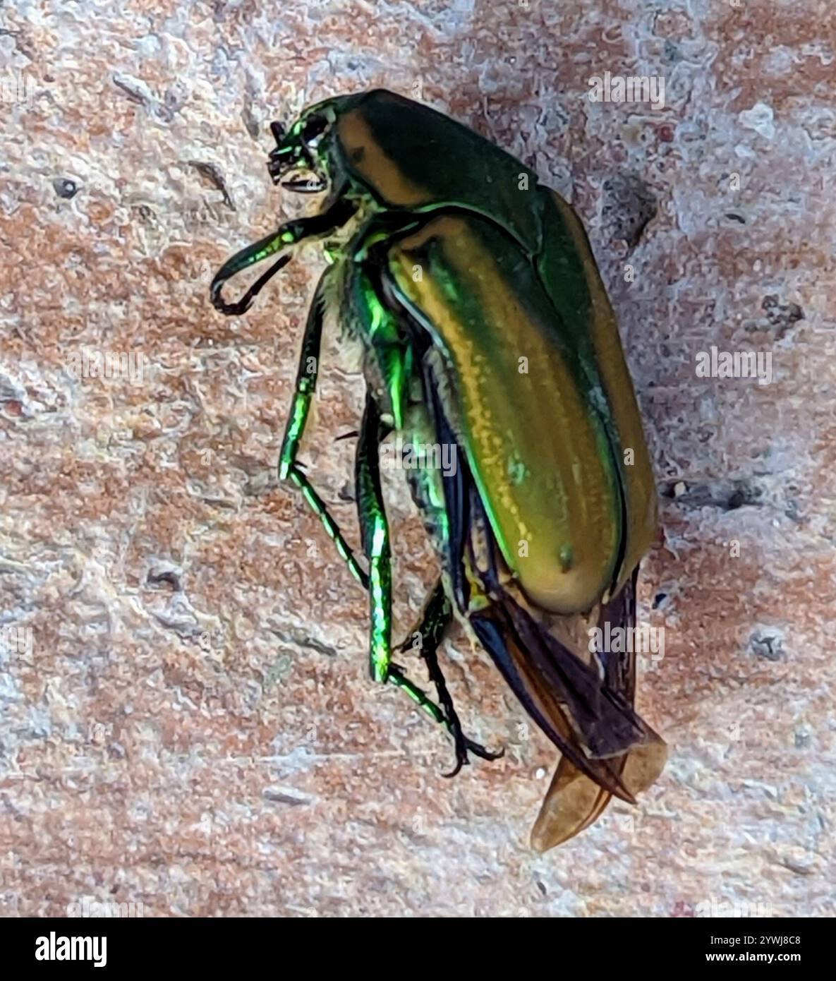 Figeater Beetle (Cotinis mutabilis Stock Photo - Alamy