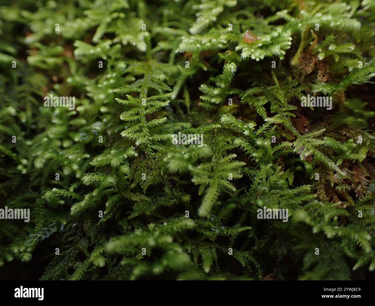 Bolander's claopodium moss (Claopodium bolanderi Stock Photo - Alamy