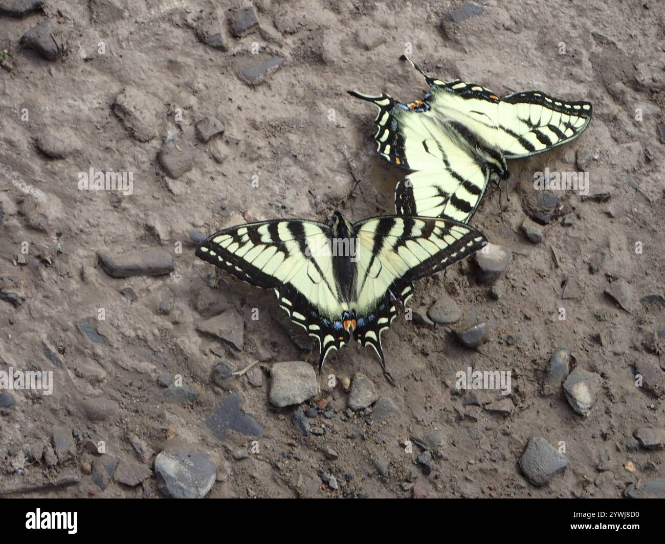 Canadian Tiger Swallowtail (Papilio canadensis Stock Photo - Alamy