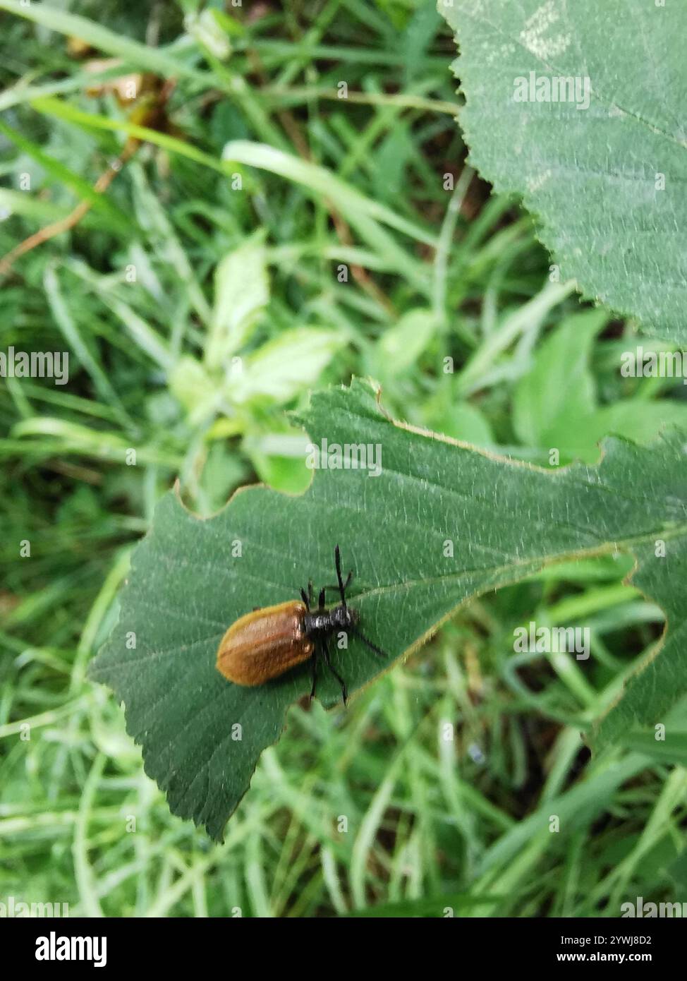 Rough-haired Lagria Beetle (Lagria hirta Stock Photo - Alamy