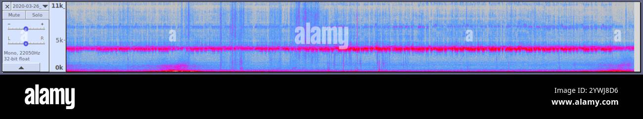 Australian Black Field Cricket (Teleogryllus commodus Stock Photo - Alamy