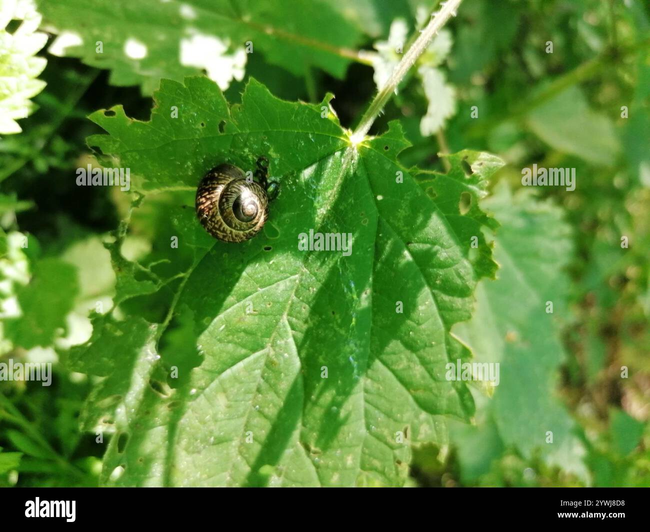 Copse Snail (Arianta arbustorum Stock Photo - Alamy