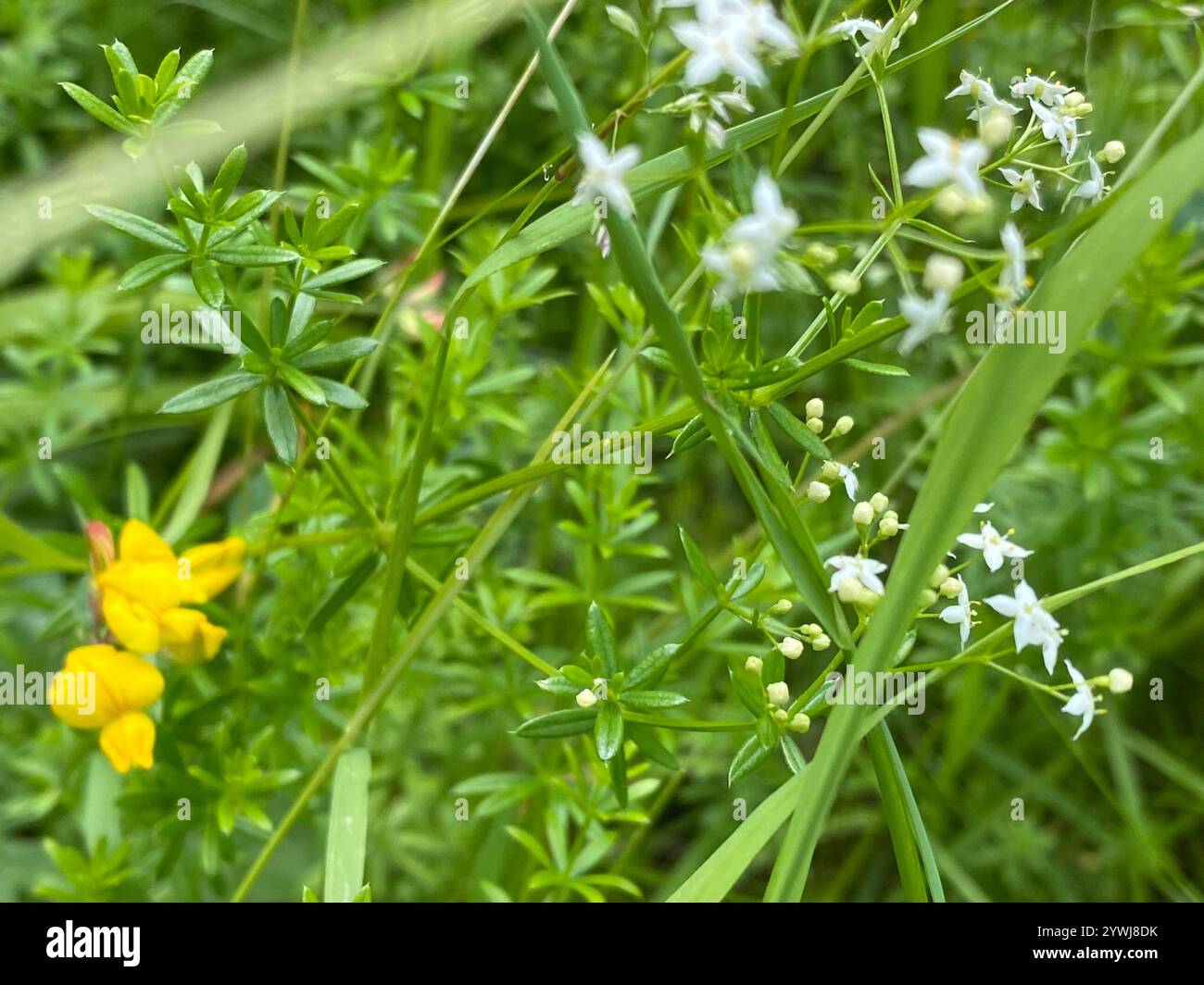 white bedstraw (Galium album Stock Photo - Alamy